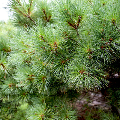 White Pine Tree Needles FRESH Tea-East Tenn. Pine,4 oz. SURAMIN ...