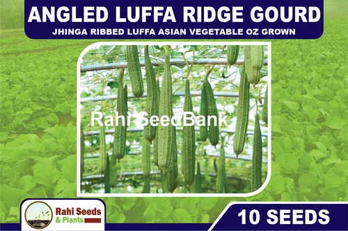 Angled luffa 10 Seeds Ridge Gourd Jhinga Ribbed Luffa Asian Vegetable ...