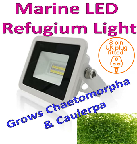 MARINE REFUGIUM LED LIGHT, CHAETO CAULERPA, MACRO ALGAE, SUMP TANK ...