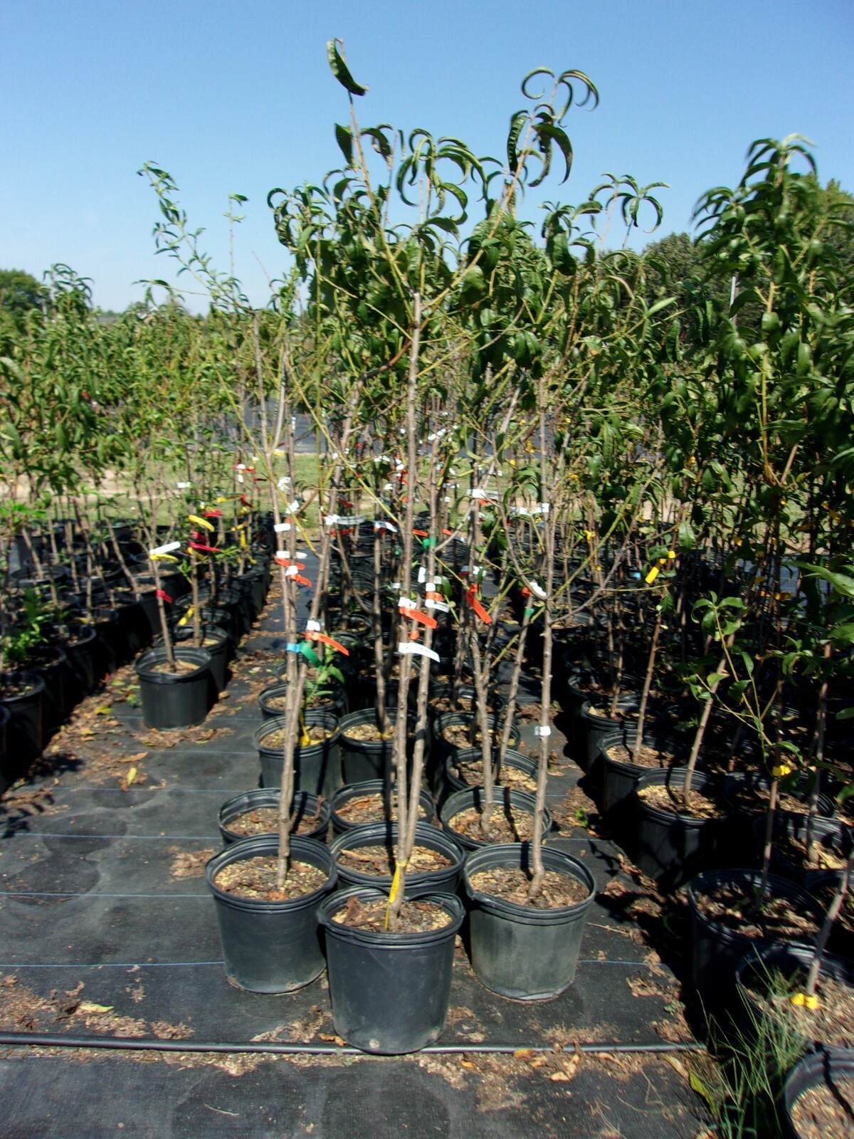 SNOW QUEEN NECTARINE 4-6Ft Tree Fruit Trees Plants Plant Sweet Juicy ...