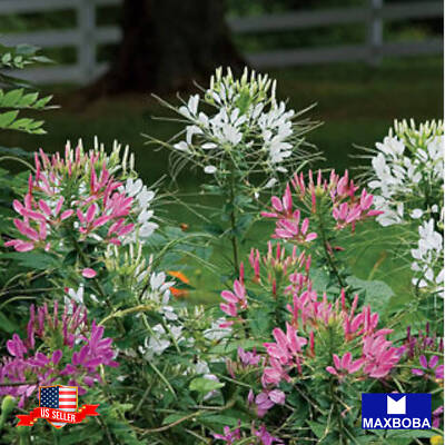 Cleome Seeds Queen Mixture Non-GMO | eBay