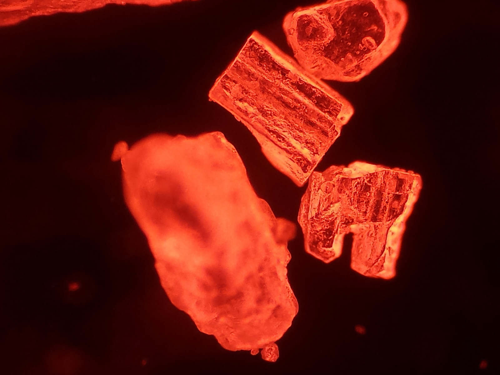 Microscope 32mm Mini-Rheinberg Red Filter Set - Great To Start Or To ...