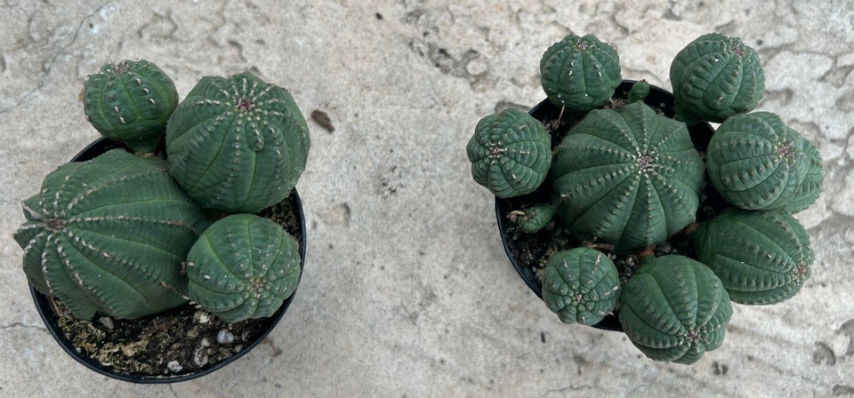Euphorbia Obesa, 'Baseball / Basketball Plant', Comes in a 3.5" Pot | eBay