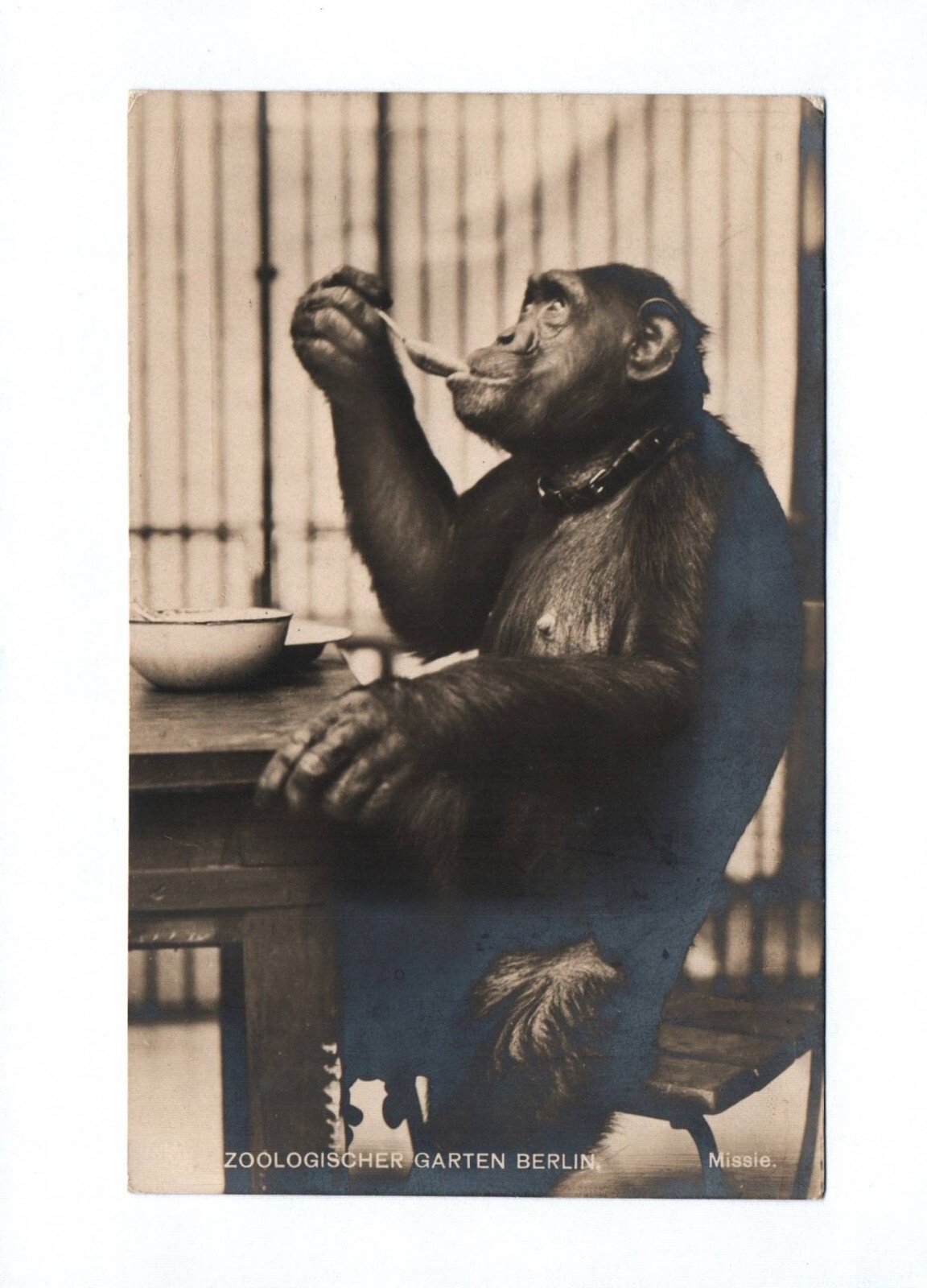Ak Missi Affe mit Löffel beim Essen Zoologischer Garten Berlin Foto ...