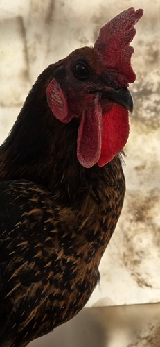 1 black chet hennie GameFowl Hatching Eggs. | eBay