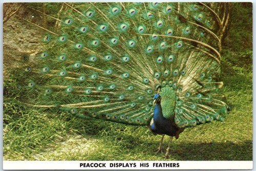 Peacock Displays His Feathers, Lion Country Safari - Loxahatchee, Florida | eBay