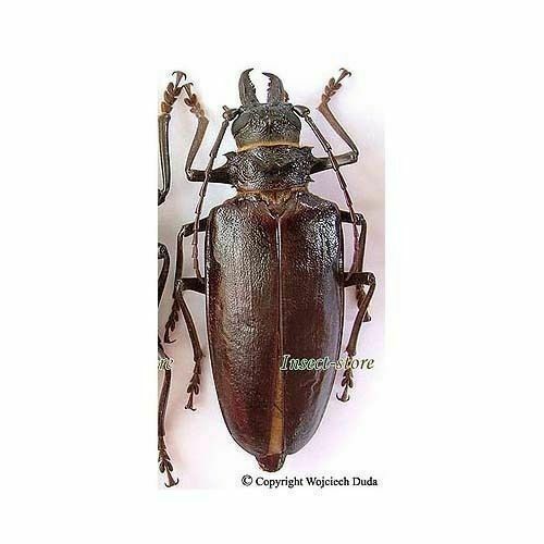 Anthracocentrus rugiceps - female, very rare, 49mm, prioninae | eBay