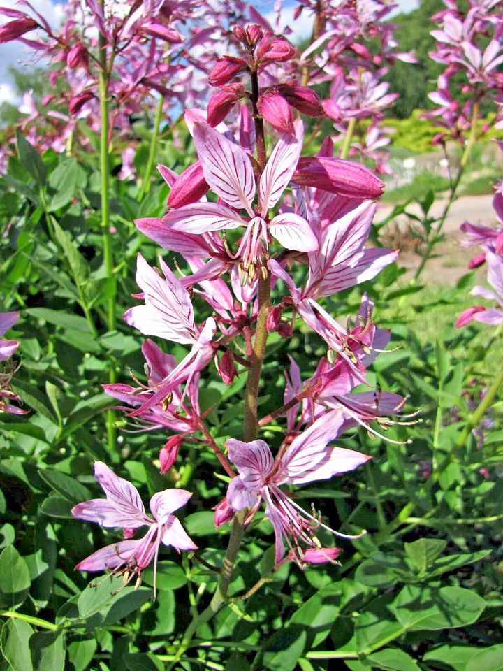 20 GAS PLANT Seeds (Dictamnus albus) Perennial Herb Flower ESSENTIAL ...