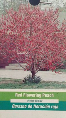 Red Flowering Peach Tree 4-6 Ft Plant Trees Healthy Home Garden Plants ...