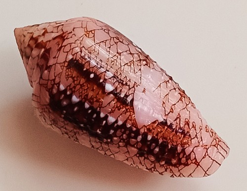 Sea shell Conus legatus 33.1mm, F+++/gem, nice pattern body, RARE ...