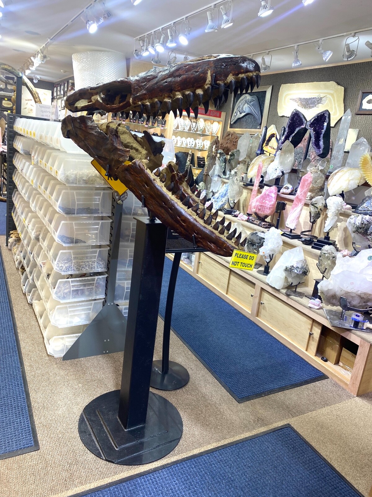 MOSASAUR SKULL HALISAURUS ARAMBOURGI MOSASAURUS JURASSIC DINOSAUR ...