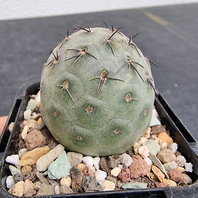 4cm Tephro Geometricus Rare cactus Collectible Plant | eBay