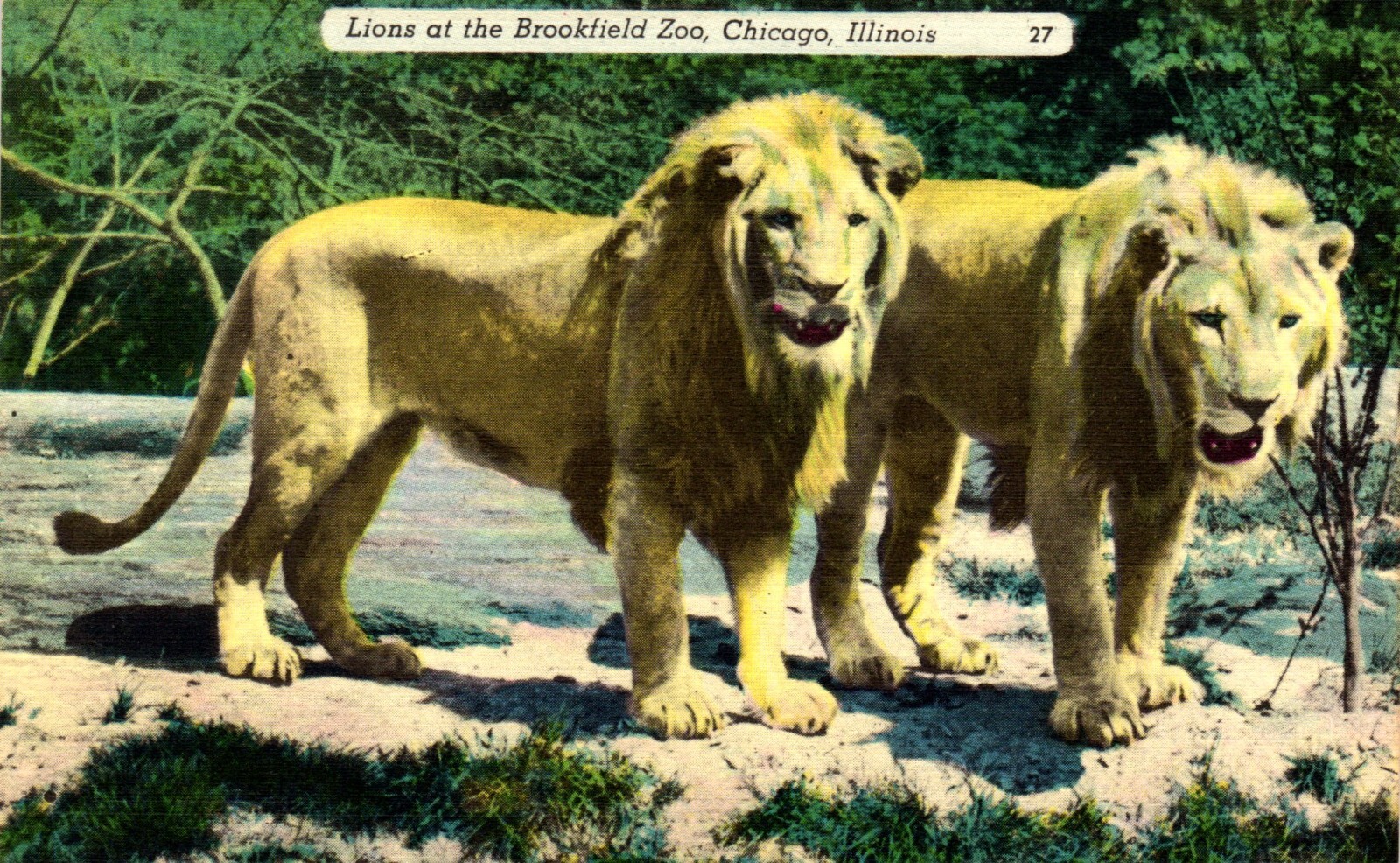 Postcard lions at the Brookfield zoo Chicago, Illinois | eBay
