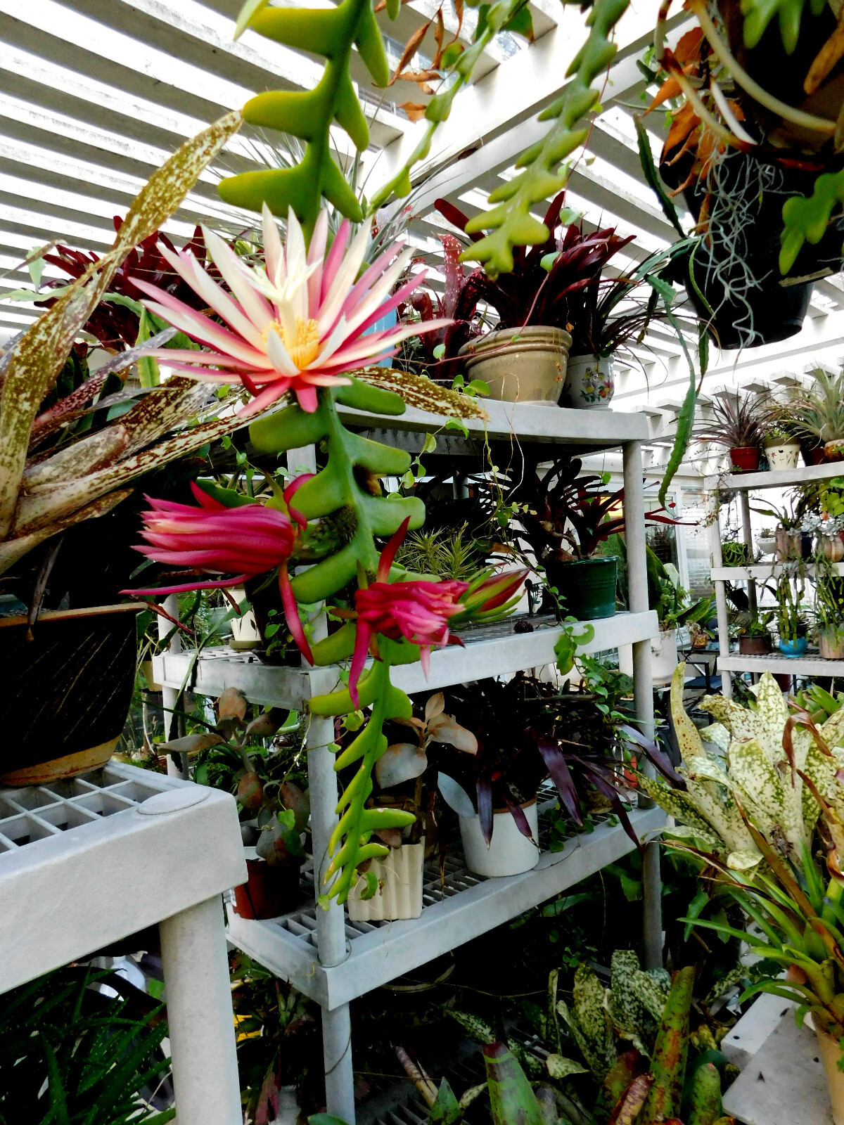 CRYPTOCEREUS (SELENICEREUS) ANTHONYANUS THE ZIG ZAG CACTUS 2 big cuts ...