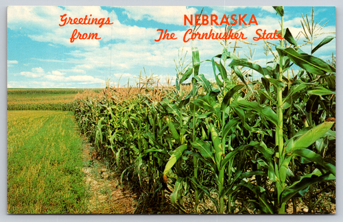 Postcard Greetings from Nebraska The Cornhusker State Corn Field | eBay