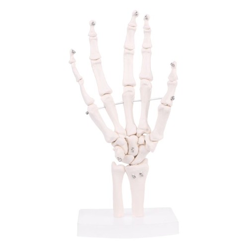 Hand Joint Anatomical Skeleton Model Human Medical Anatomy Study Tool ...