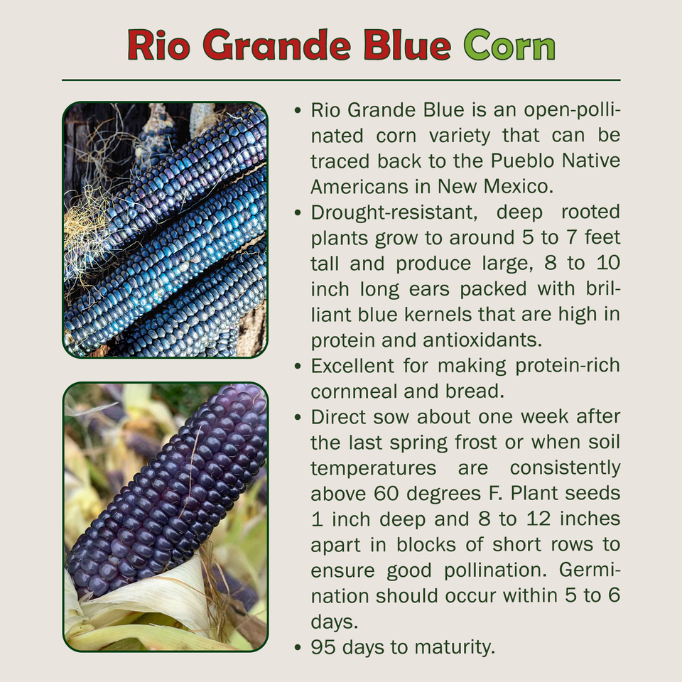 25 Rio Grande Blue Corn Seeds, Heirloom, Open Pollinated, Non-GMO ...