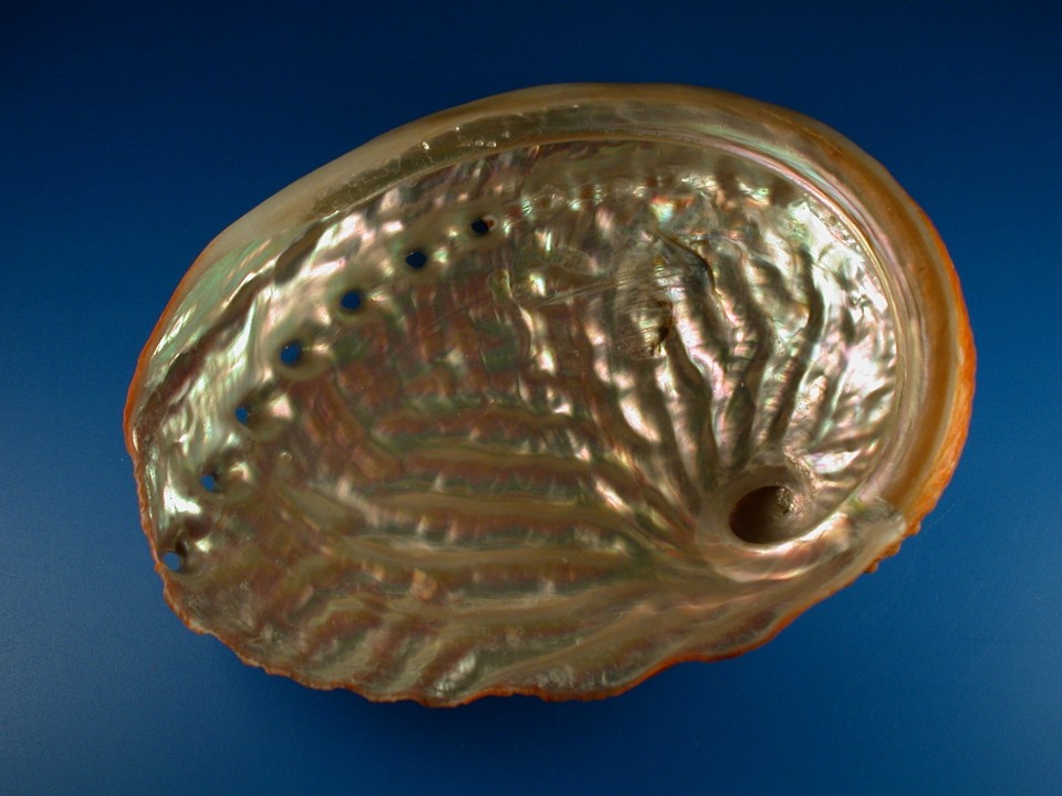 Haliotis ruber, Great Sculpture and Bright Color, 140.7mm, Australia Shell G164 | eBay