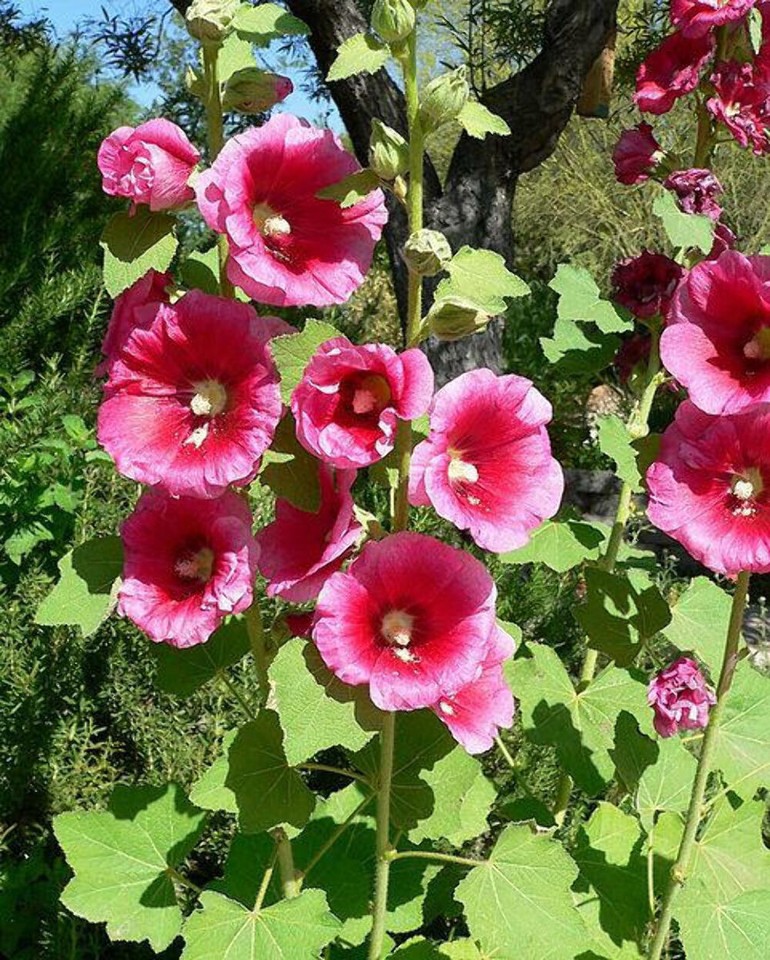 50 Mixed Colors HOLLYHOCK KING HENRY Viii Mix Alcea Rosea Flower Seeds ...