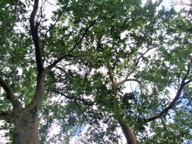 Ulmus Parvifolia Drake