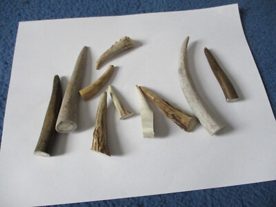 10 Real Deer Antler points tips antler art craft P11 | eBay