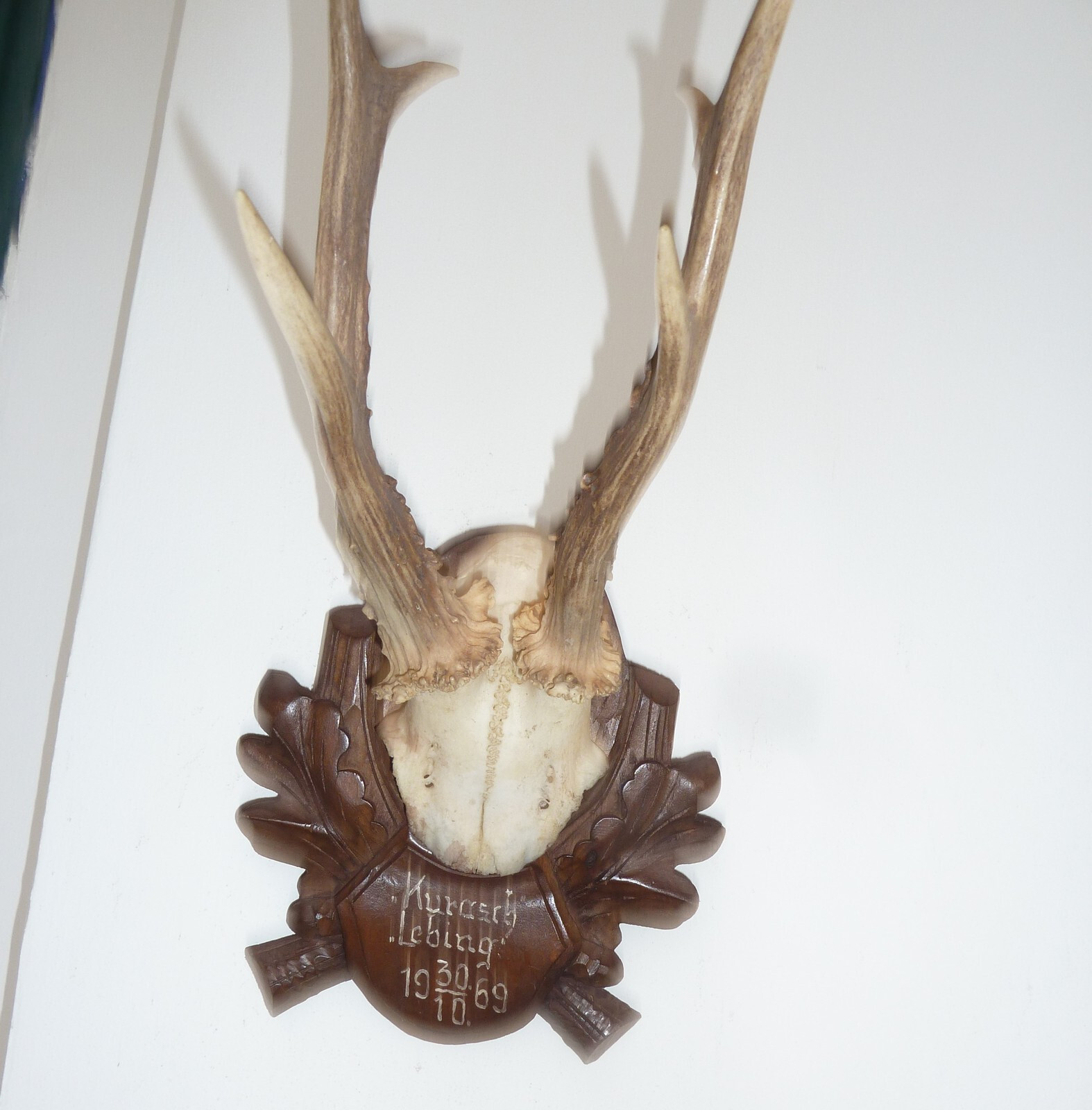 1969 *** DATED BLACK FOREST CARVED ROE DEER ANTLERS MOUNT | eBay