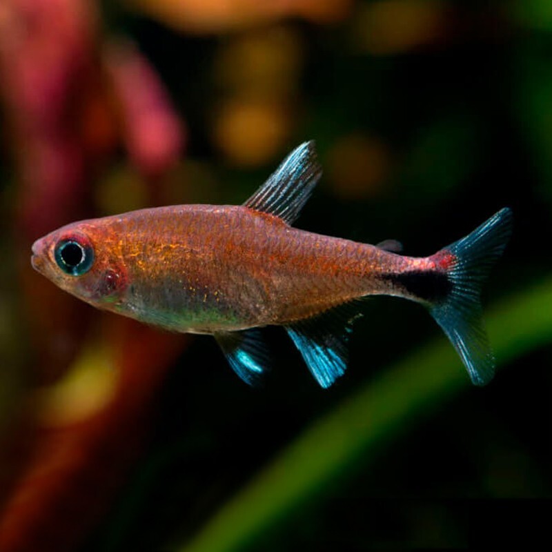 10 x Ruby Tetras | Axelrodia Riesei | South American Tetras | eBay