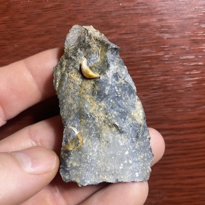 MLC s7681 Coshocton Chert Uniface Knife Blade Arrowhead Stark Co Ohio ...