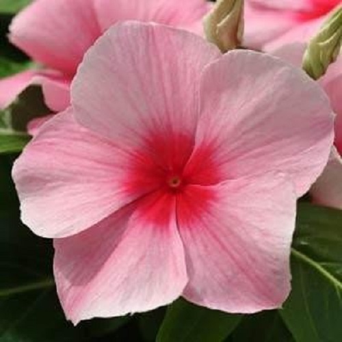 Vinca Seeds 50 Seeds Mediterranean XP Strawberry | eBay