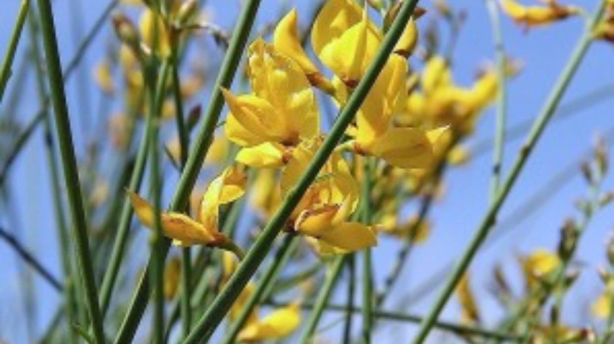 Genet Broom Absolute Pure Essential Oil - 30 ML + Free Carrier oil 10 ...