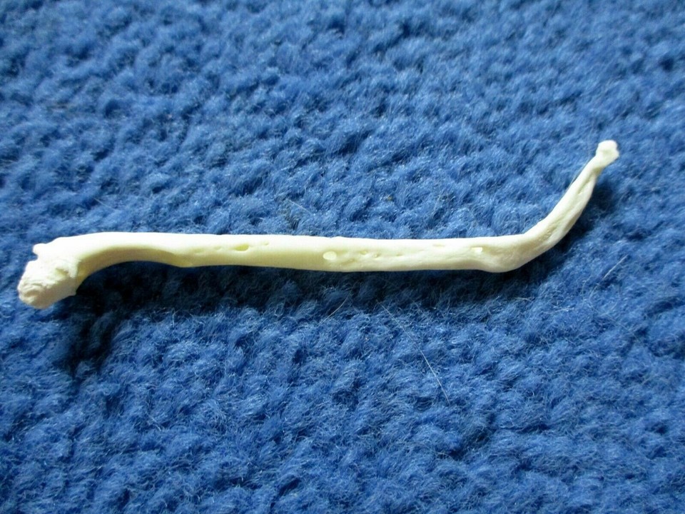 Real Raccoon Baculum Penis Unique deformed cancer oddity RARE FREAK ...