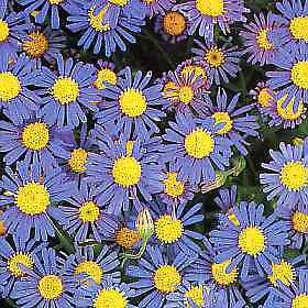 Felicia Cub Scout 500 seeds | eBay