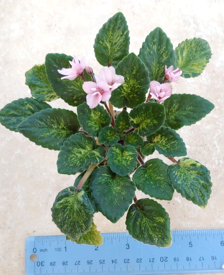 African Violet Plant -- Lilian Jarrett ~ variegated mosaic ~ Actual ...