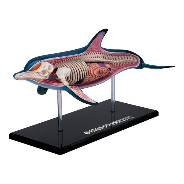 Fame Master Famemaster 4d-vision Dolphin Anatomy Model for sale online ...