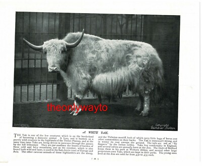 White Yak, (Indian Zebu Ox On Reverse), Book Illustration (Print ...