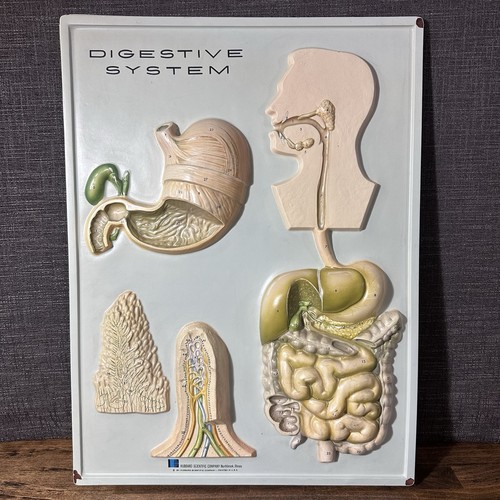 Hubbard 3D Scientific Model 1960s DIGESTIVE SYSTEM Vintage Educational ...