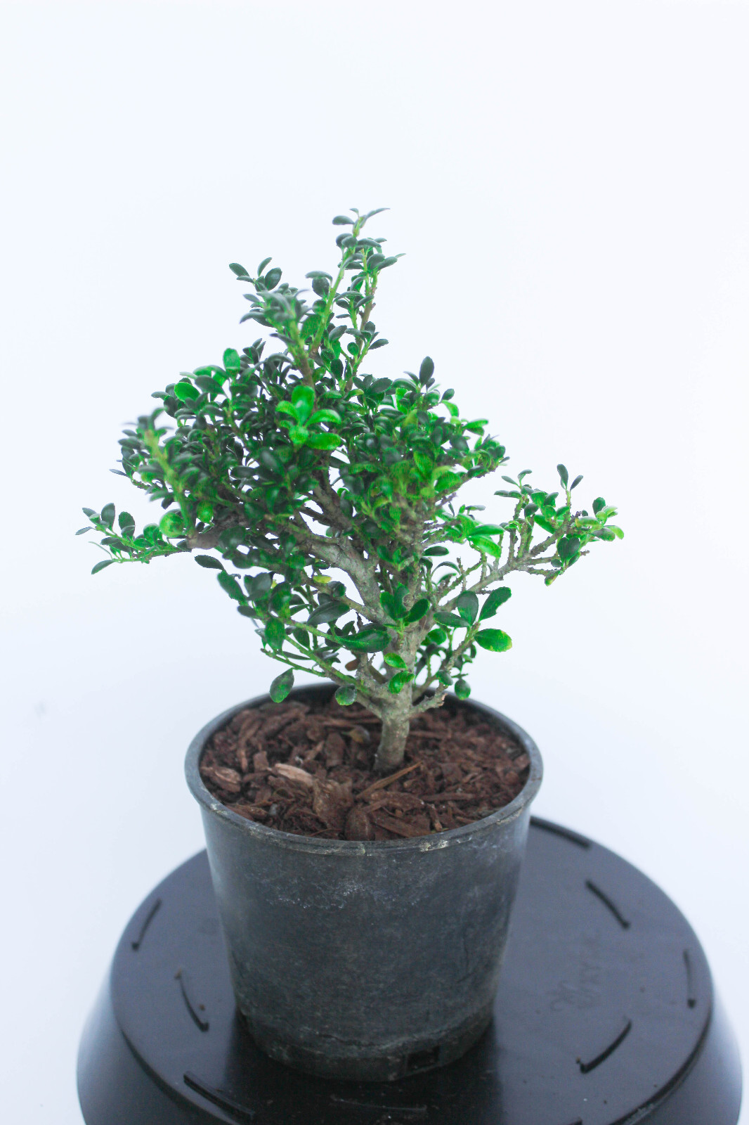 Dwarf Japanese Ilex crena ' Geisha ' Pre-Bonsai Tree - 4" pot | eBay