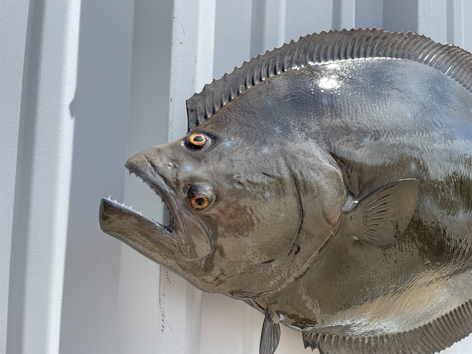 33" Flounder Half Mount Fish Replica - In Stock & Ready to Ship | eBay