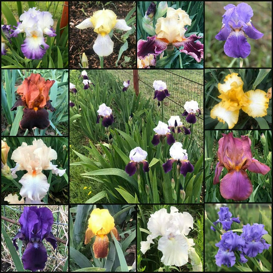 Fresh Sprouted Mixed BEARDED IRIS RHIZOME Bulbs (Choose your size) | eBay