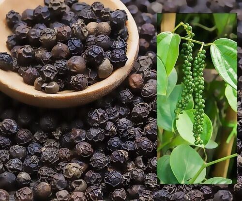 Black Pepper Organic Natural Ceylon Spices Free Shipping Gammiris Sun ...