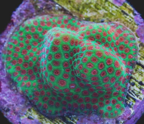 Green/Red Porites Encrusting SPS Coral Frag Reef not Soft LPS Hammer ...