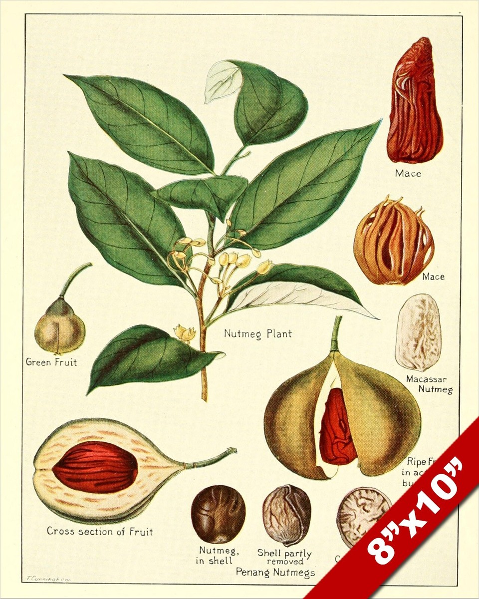Nutmeg Plant Drawing Nutmeg Botanical Print, Nutmeg Botanical Art