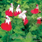 Salvia Hotlips 72 plants wholesale Compact Meadow Sage Zone 7-9 XX | eBay