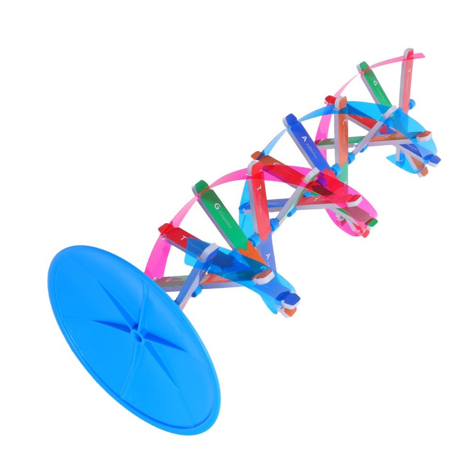 Plastic Dna Model Science Teaching Biology Classroom Double Helix | eBay UK