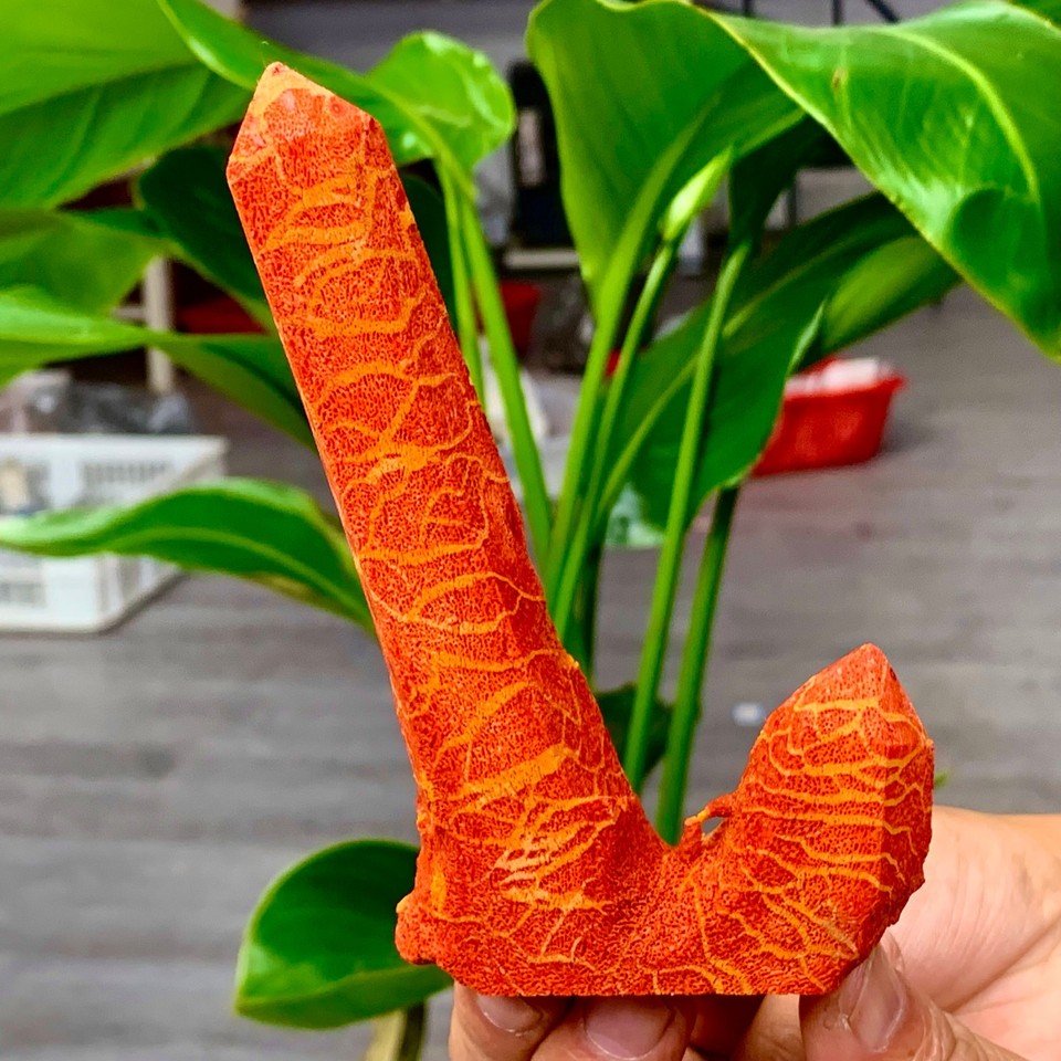 64G Natural Red coral reef Cluster Ocean Mineral Crystal Specimen | eBay UK