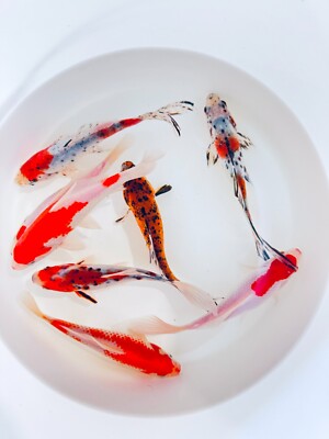 Goldfish Pond Pack 2 For Sale Includes Live Shubunkins Sarasa