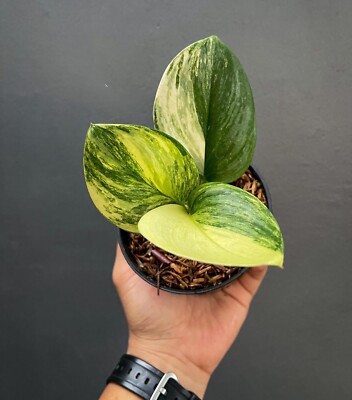 Scindapsus Rubicon Variegated with Phytosanitary Certificate / DHL ...