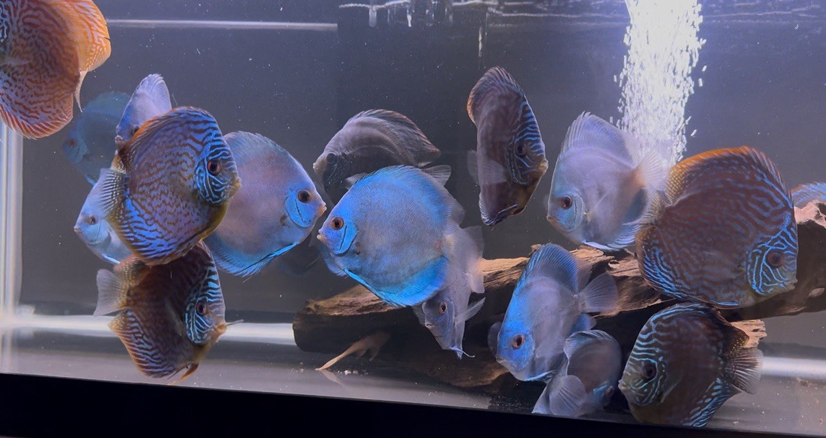 8x 6+” Inch Blue Diamond Discus Fish (Over Night Shipment) | eBay