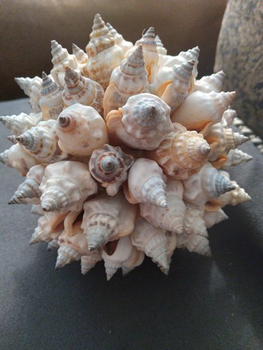 Baby Conch Shells Making A Circle Ball Shaped With 4" Diameter | eBay
