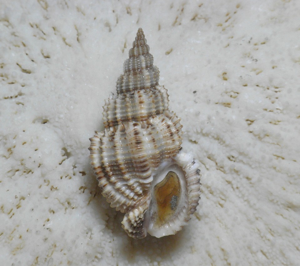 Formosa/Sea Shells/Phos senticosus 46.2mm.w/o.Taiwan | eBay